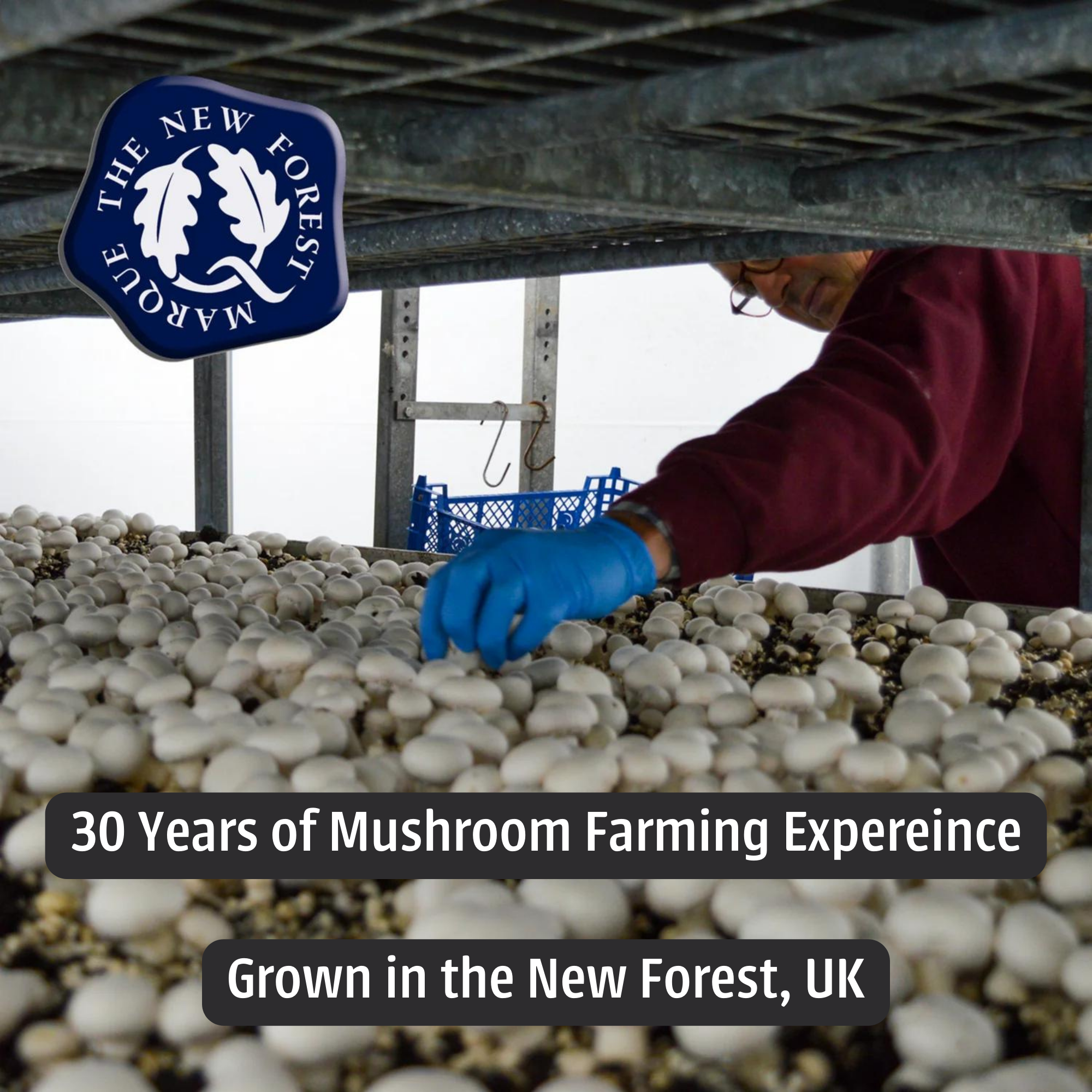 The Classic Mushroom Mix – The Mushroom Barn