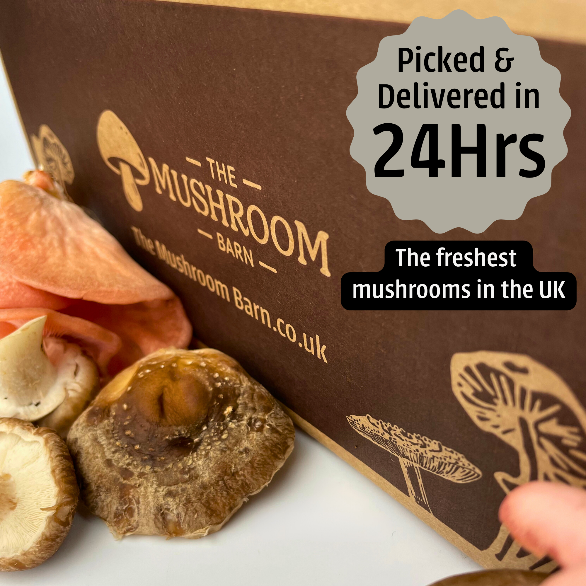 The Classic Mushroom Mix – The Mushroom Barn
